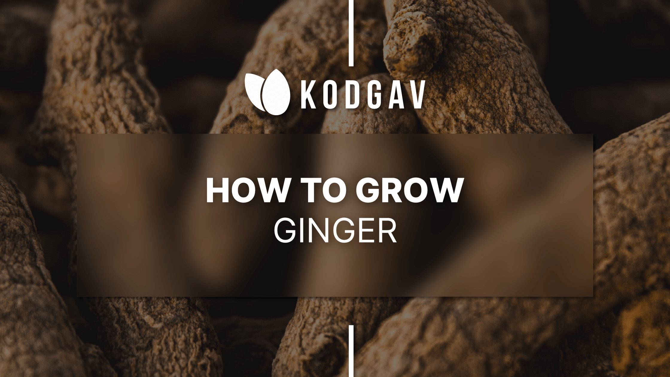 How to Grow Ginger [In the UK and other cold climate regions]